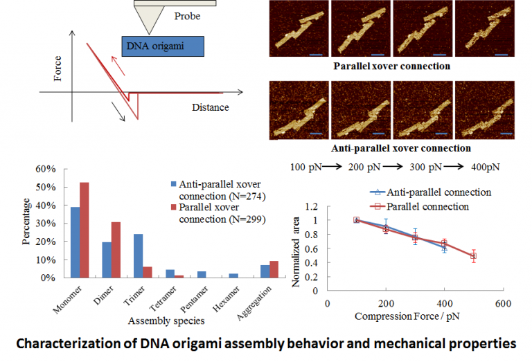 Thermodynamics and mechanical properties characterization of DNA ...