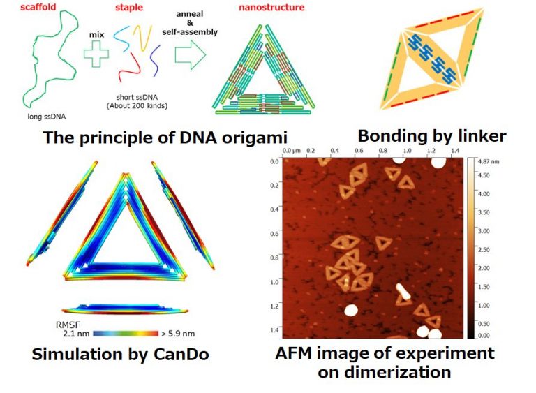 Dimerization of TriangularDNA Origami – Nano/Micro System Lab./Kyoto Univ.